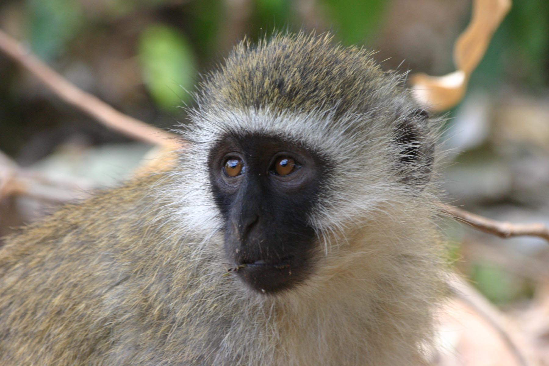 Ubuntu 15.04 named: Say hello to 'Vivid Vervet' - AfterDawn